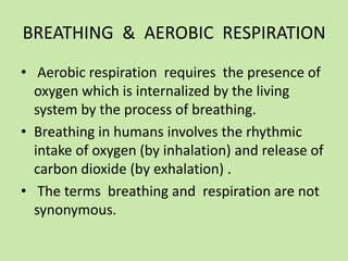 The respiratory system | PPTX