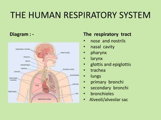 The respiratory system | PPTX
