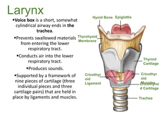 Therespiratorysystem/dhsani/geb,sust | PPTX