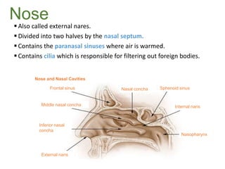 Therespiratorysystem/dhsani/geb,sust | PPTX