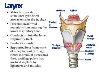 therespiratorysystem-130524022043-phpapp01.pptx