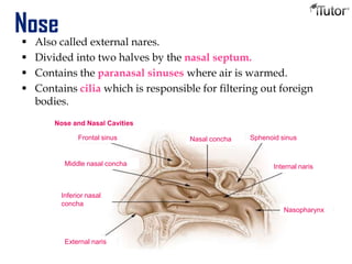 The respiratory system | PPTX
