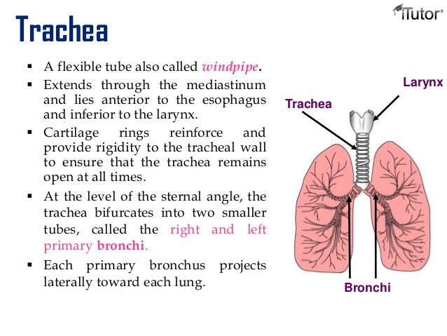 Trachea Windpipe Definition Anatomy Function Diagram