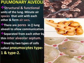 The Respiratory System | PPS