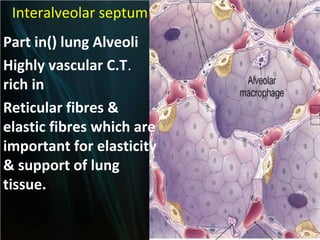 The Respiratory System | PPS