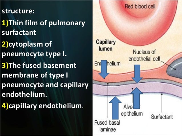 The Respiratory System
