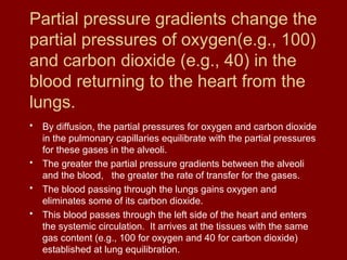 The respiratory system | PPT