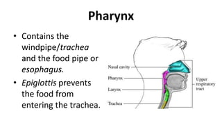 Ther The respiratory system | PPTX