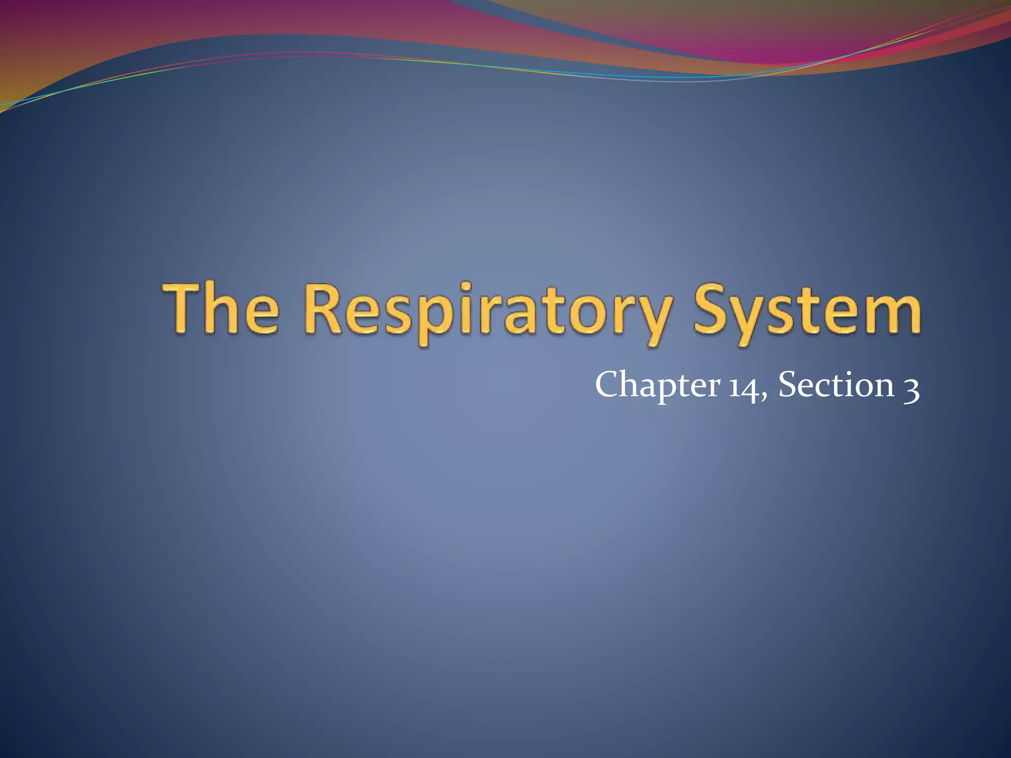 The respiratory system | PPTX
