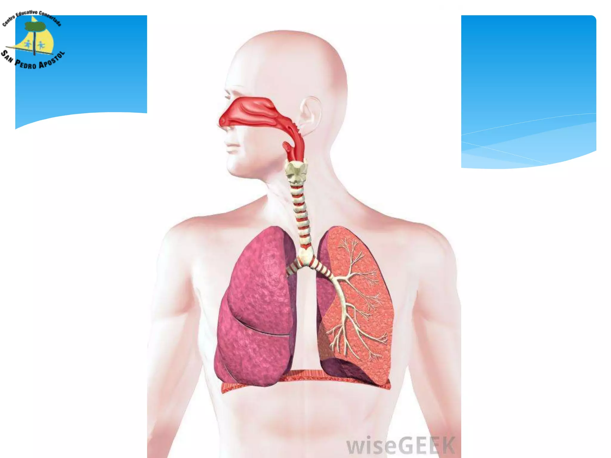 The respiratory system | PPTX