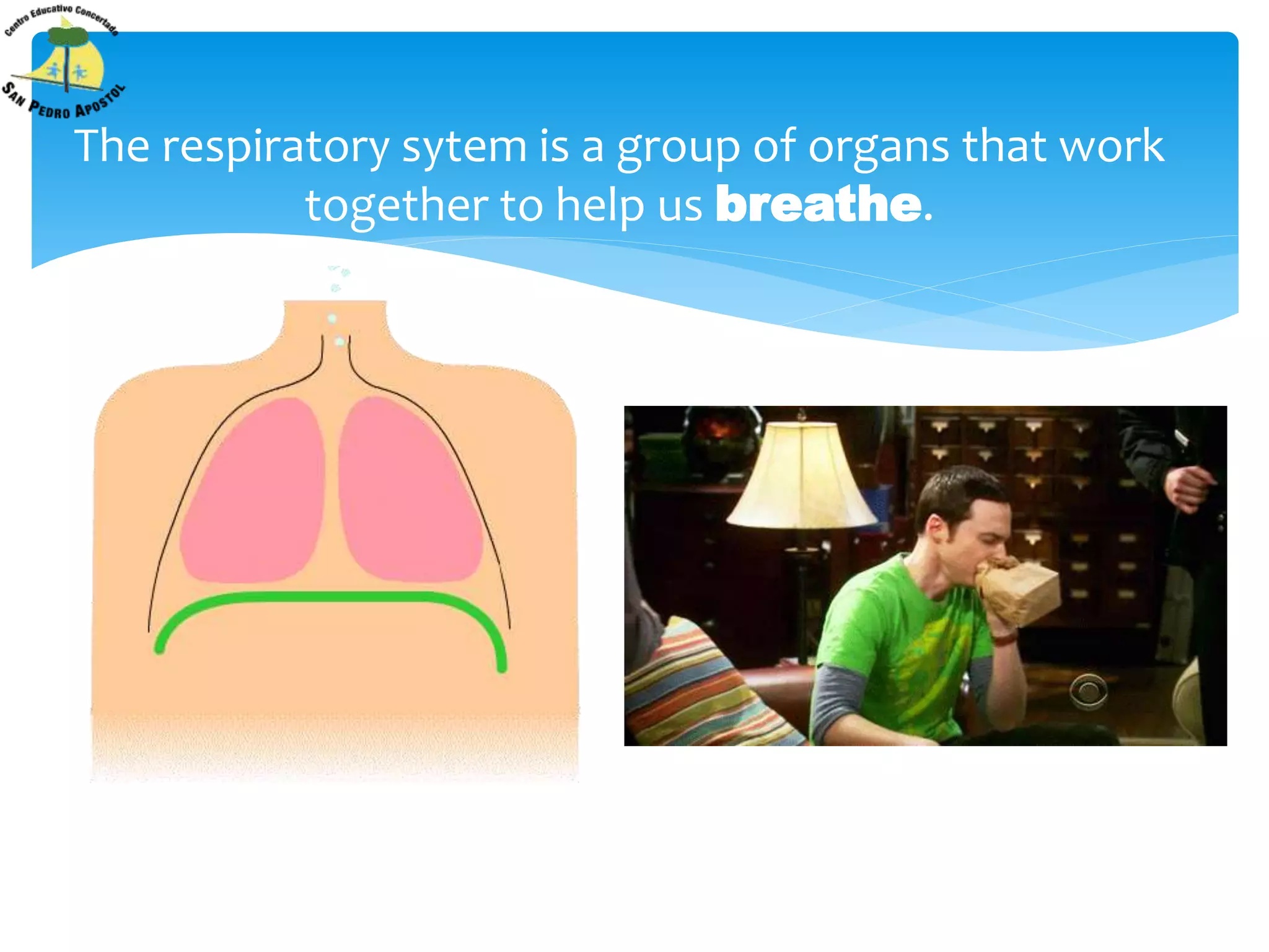 The respiratory system | PPTX | Lung and Respiratory Health | Diseases ...