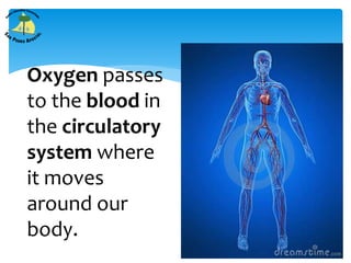 The respiratory system | PPTX
