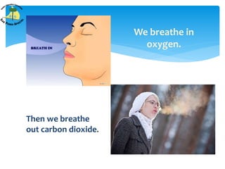 The respiratory system | PPT