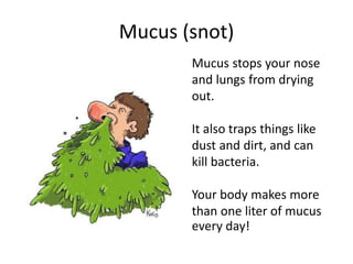 The respiratory system | PPTX