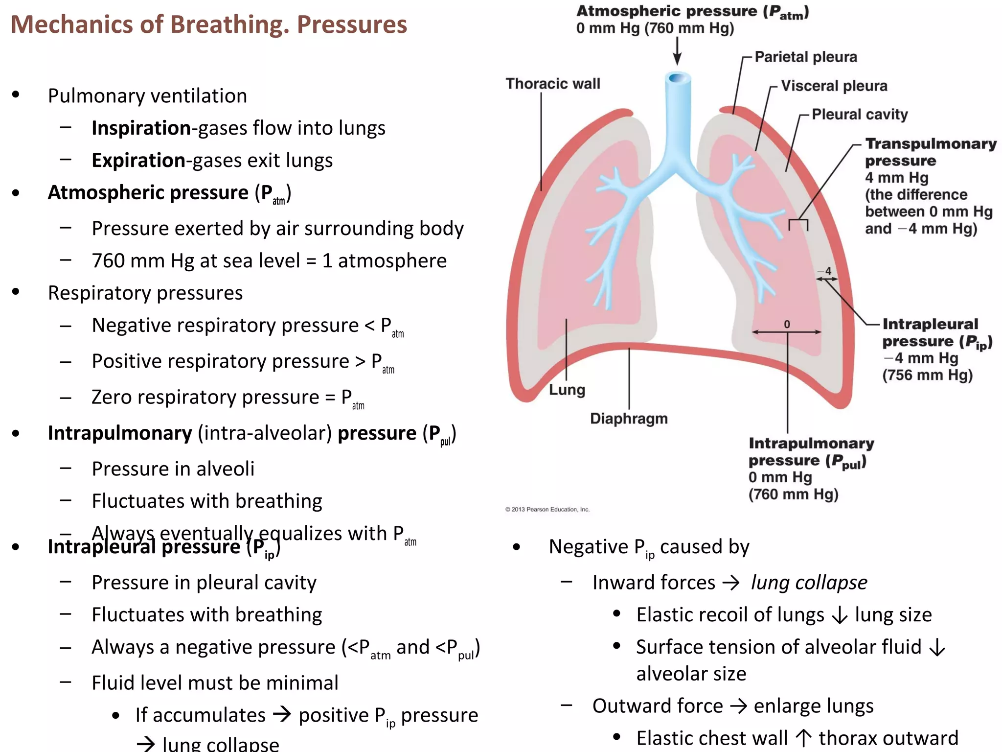 The respiratory system | PPT