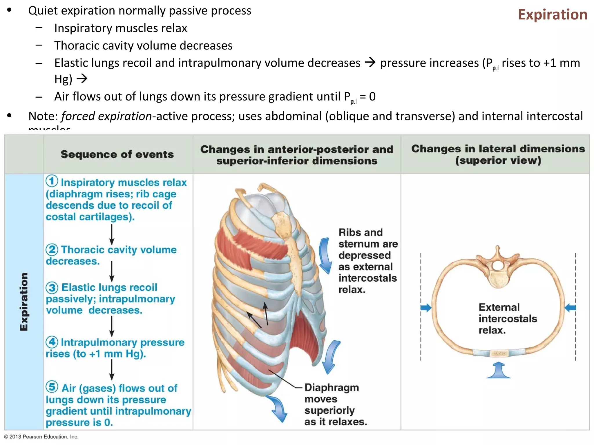 The respiratory system | PPT
