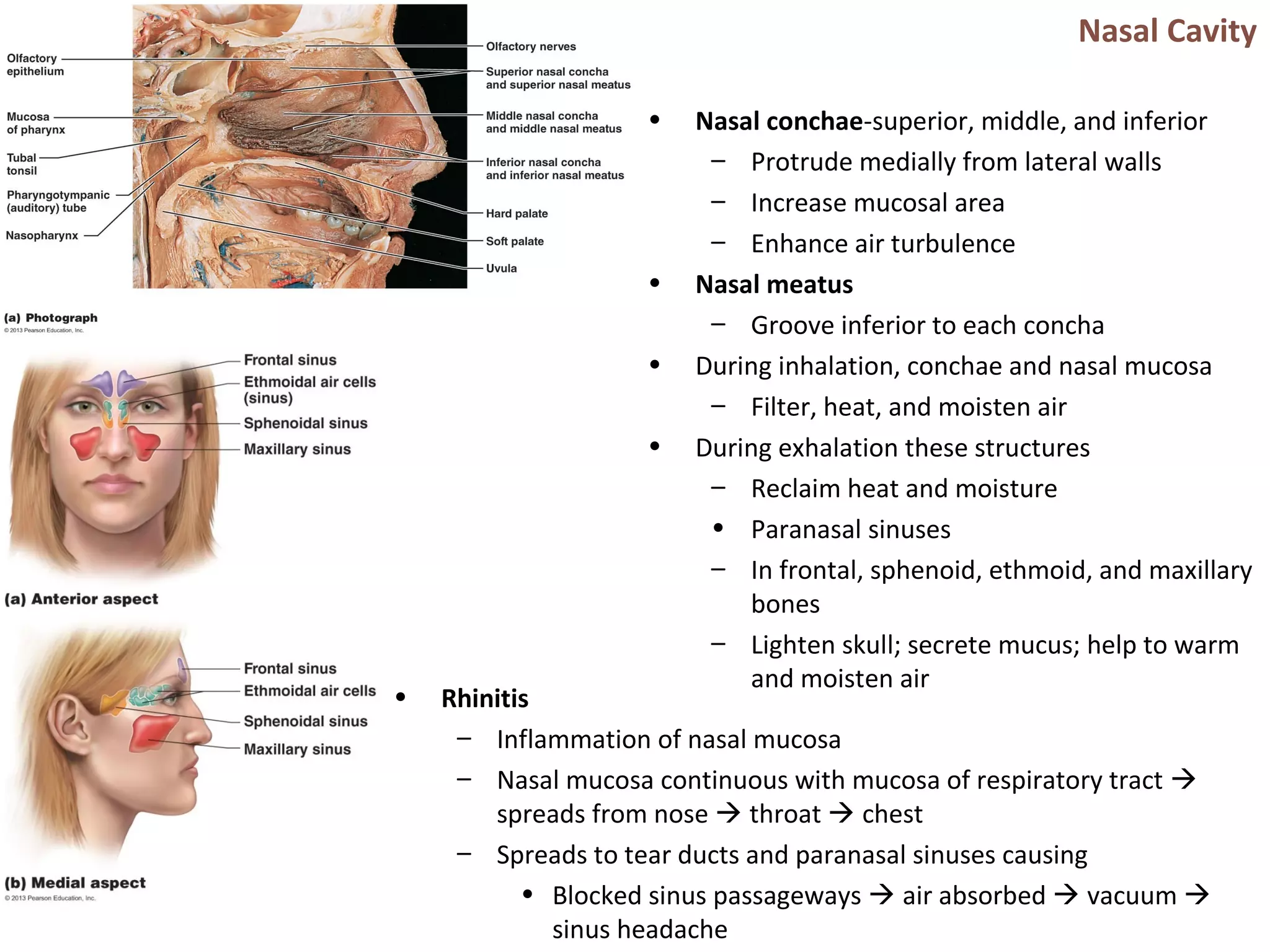 The respiratory system | PPT