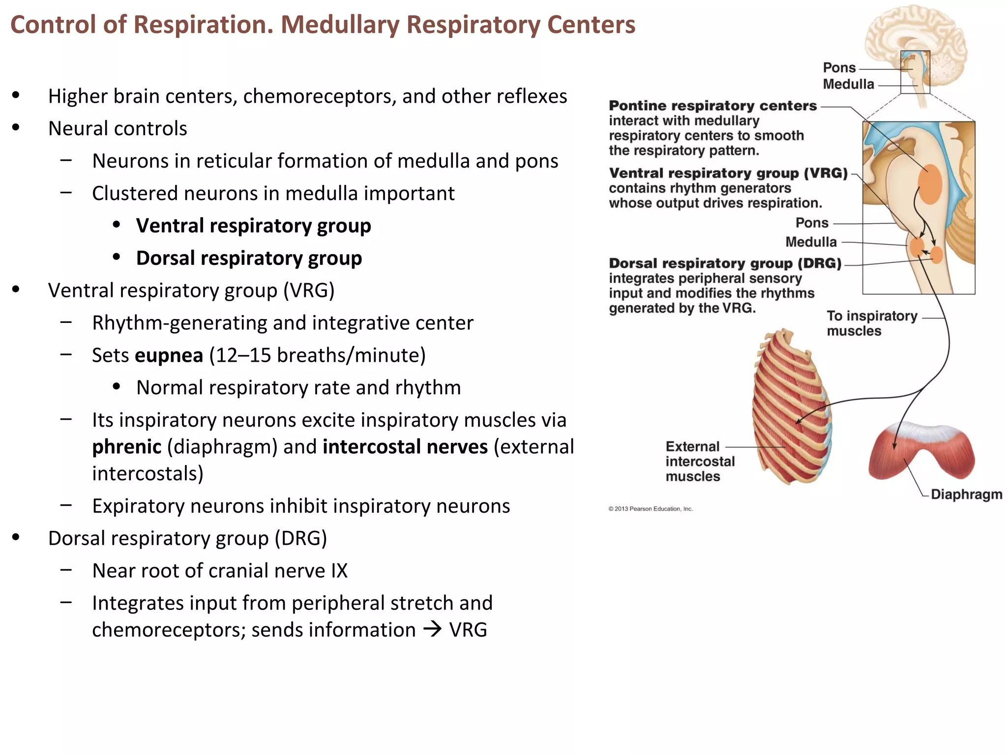 The respiratory system | PPT