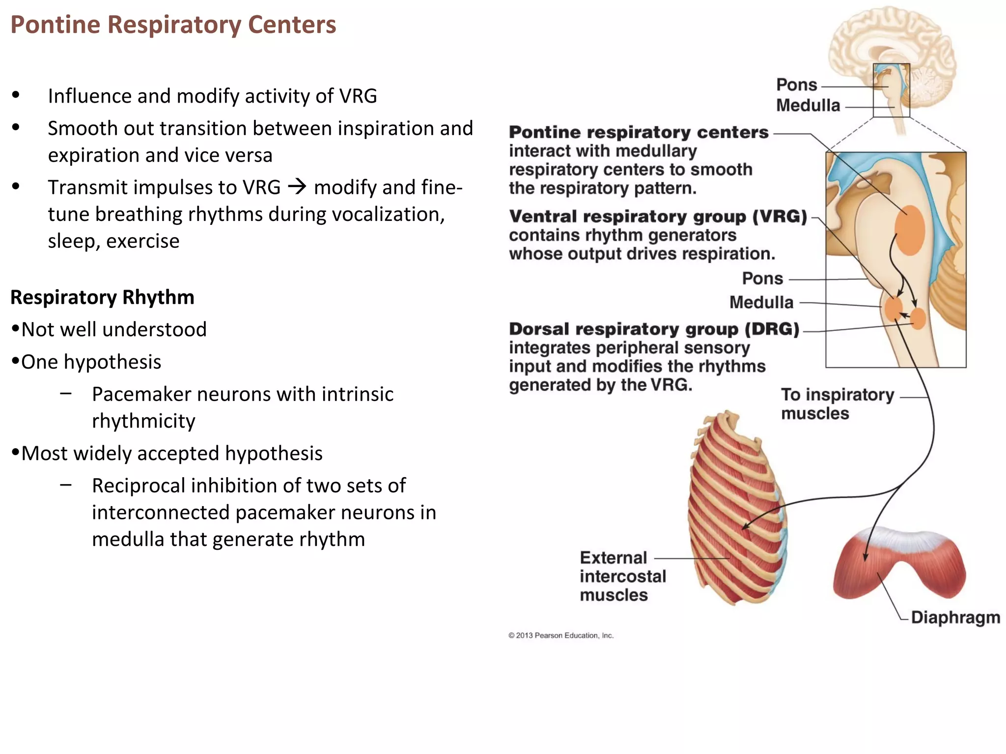 The respiratory system | PPT