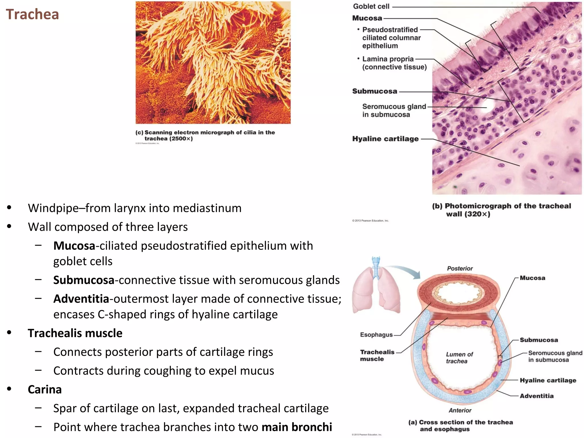 The respiratory system | PPT