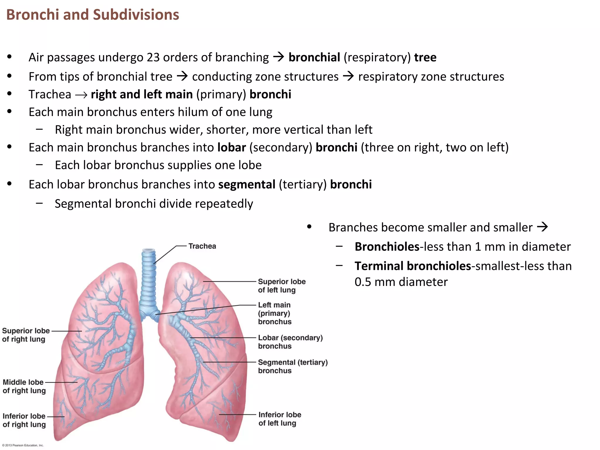 The respiratory system | PPT
