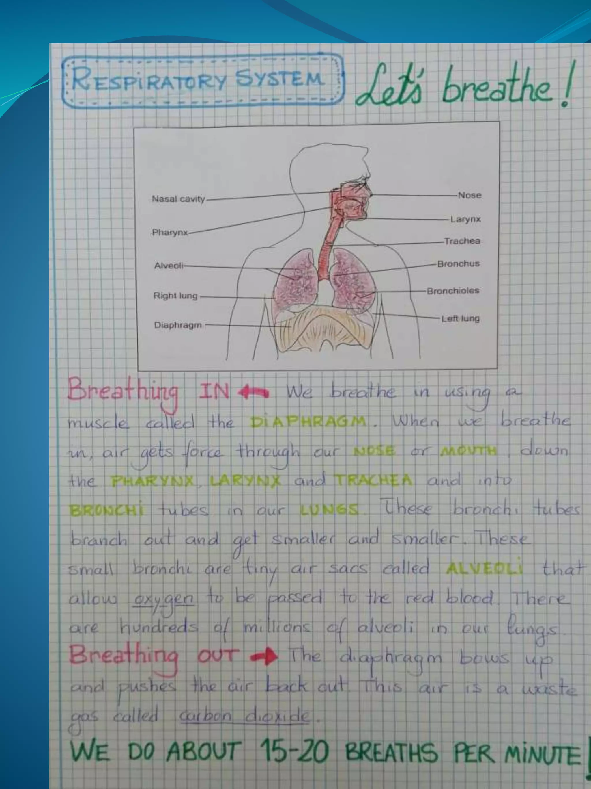 The respiratory system | PPTX