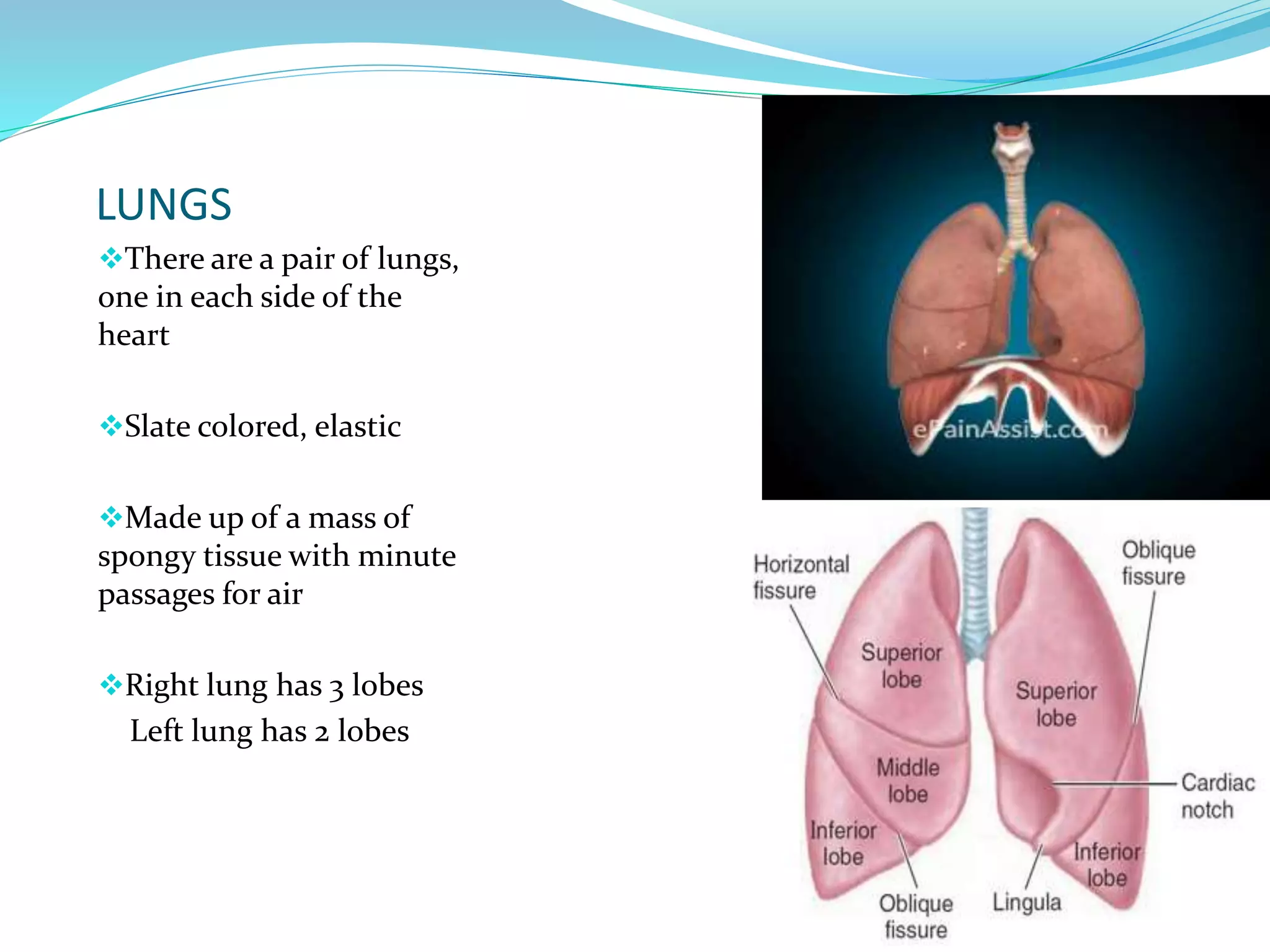 The respiratory system | PPT