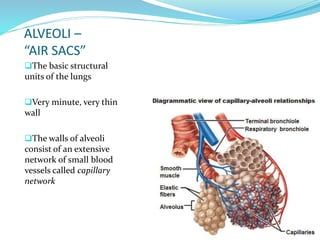 The respiratory system | PPT