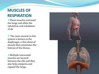 The respiratory system | PPT