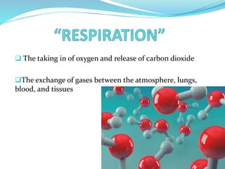 The respiratory system | PPT