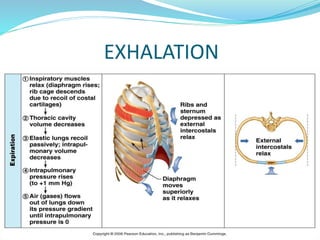 The respiratory system | PPT