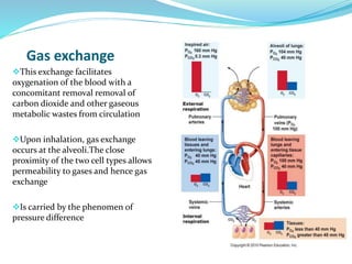 The respiratory system | PPTX