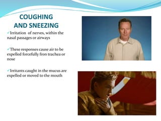 The respiratory system | PPT