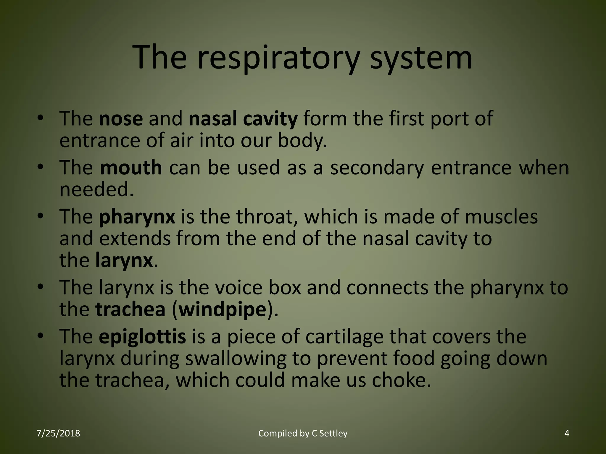 The respiratory system | PDF