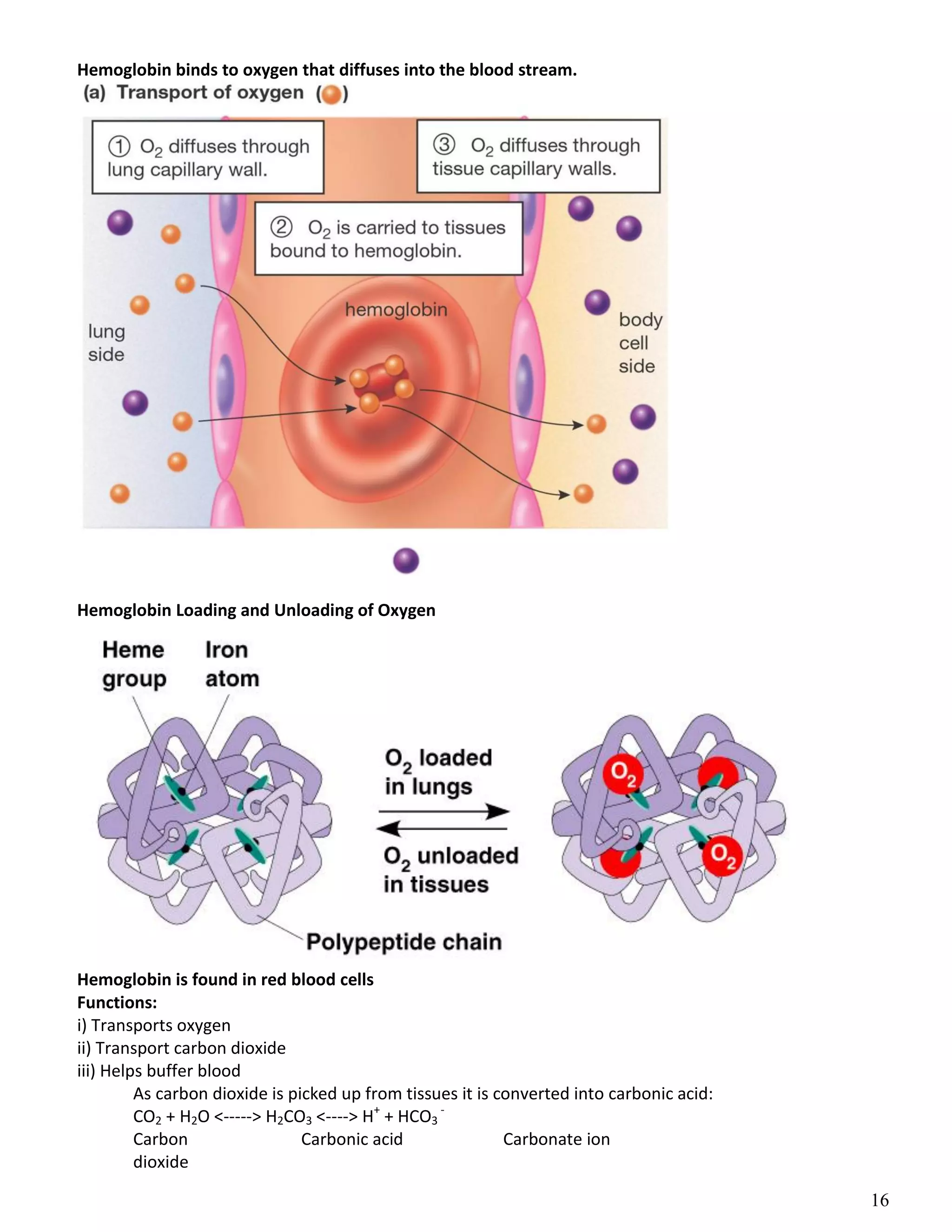 The respiratory system by Sami | PDF