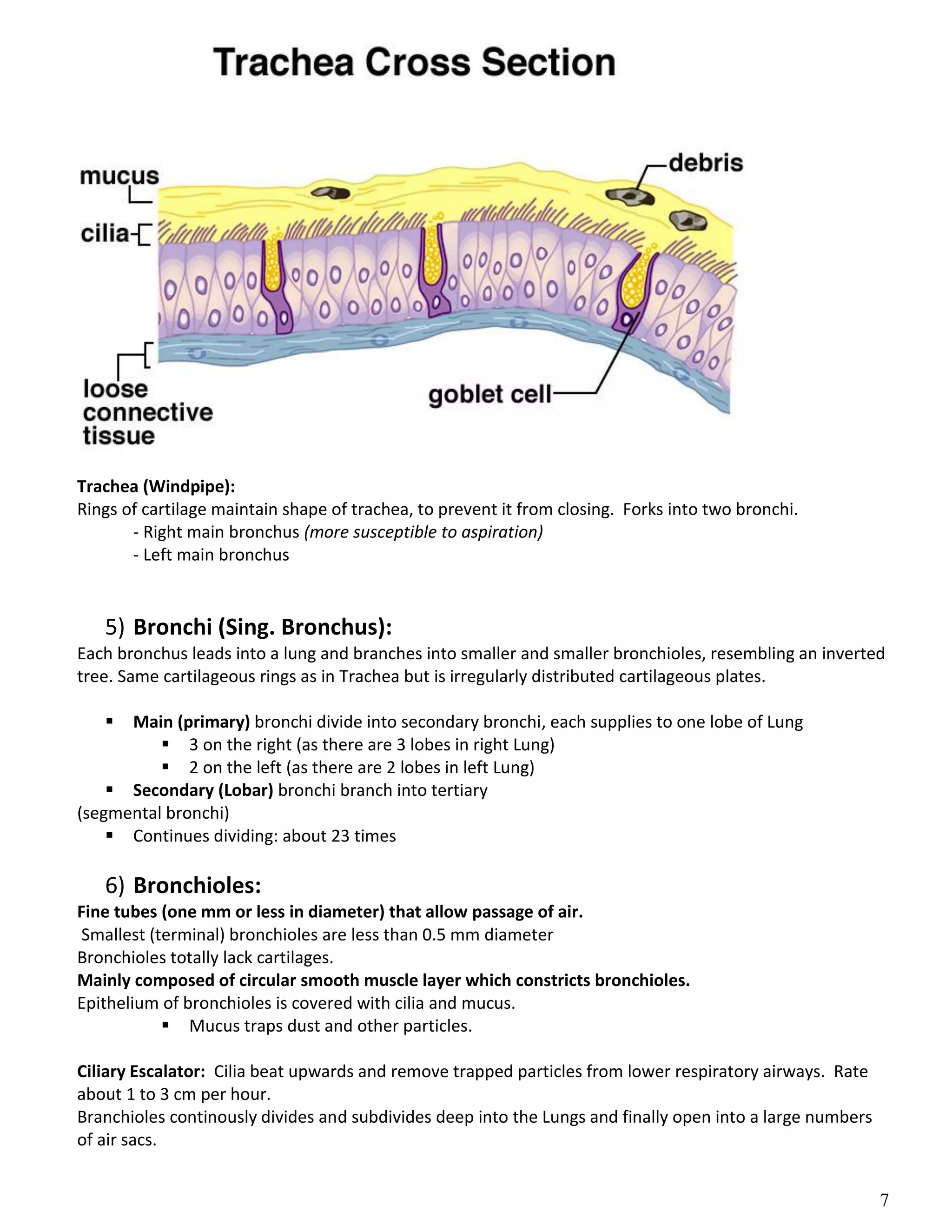 The respiratory system by Sami | PDF