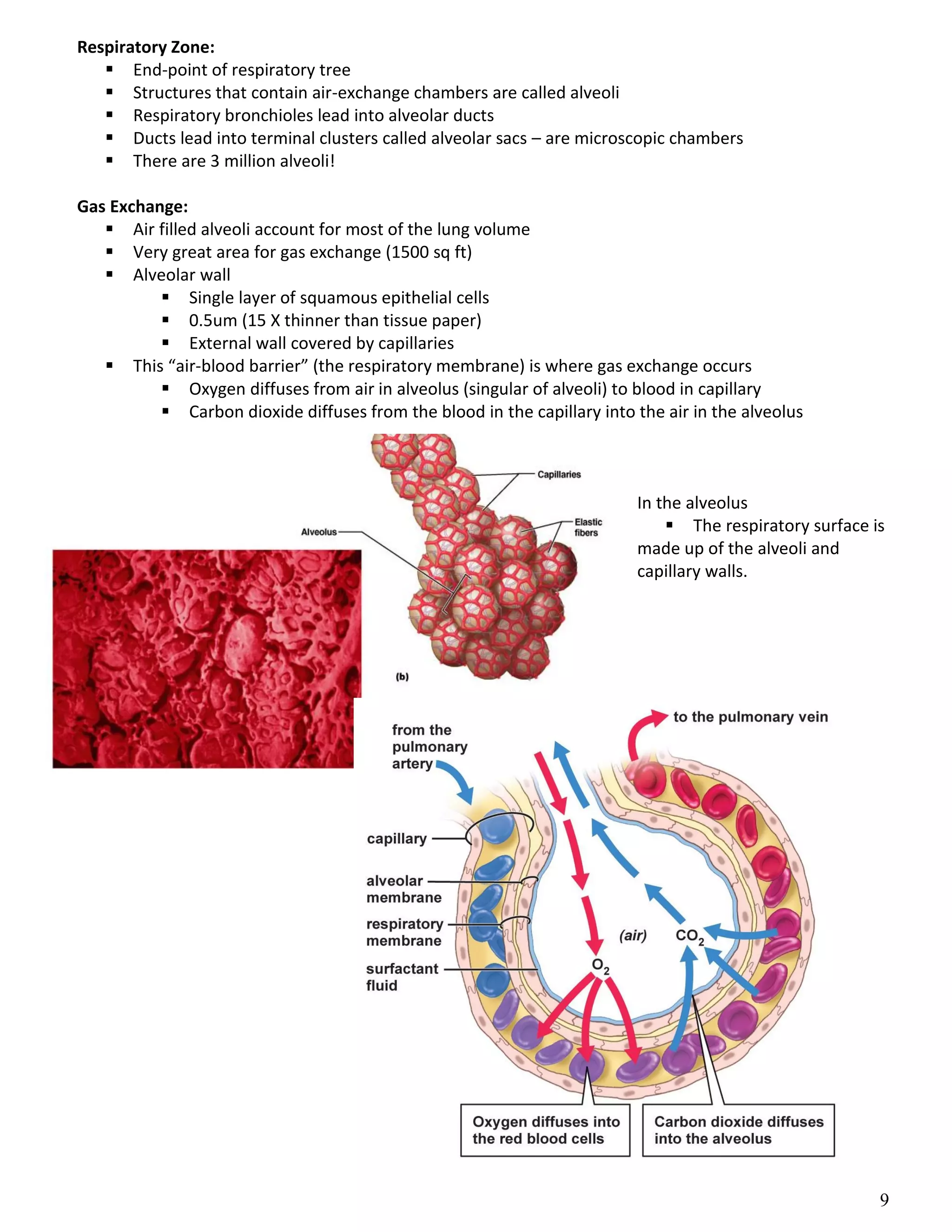 The respiratory system by Sami | PDF