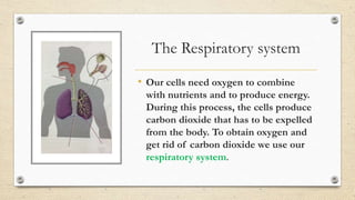 The respiratory system | PPT