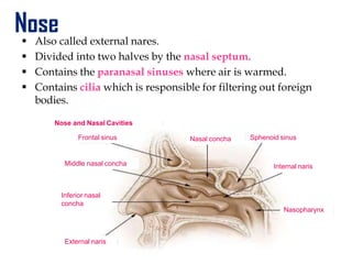 The Respiratory System | PPTX