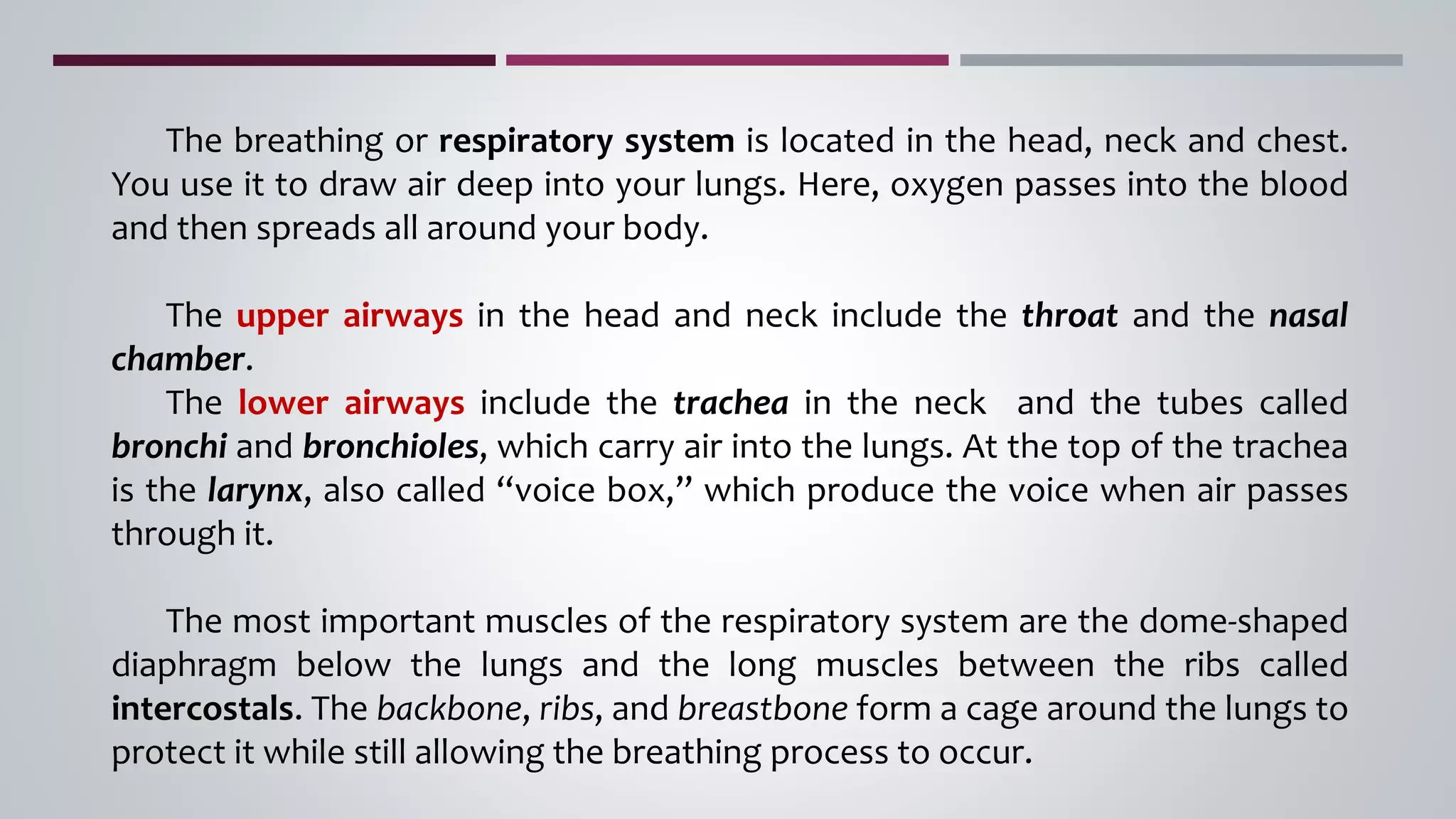 The respiratory system | PPTX
