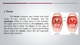 The respiratory system | PPTX