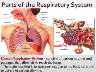 The Respiratory System.pptx