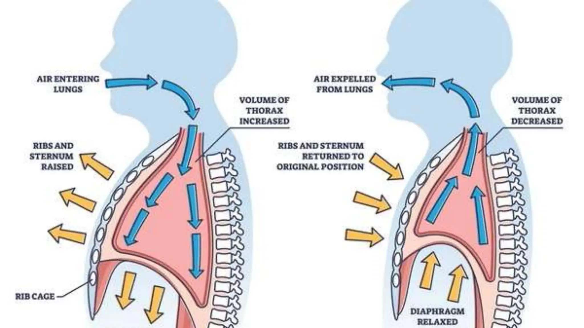 THE RESPIRATORY SYSTEM.pptx