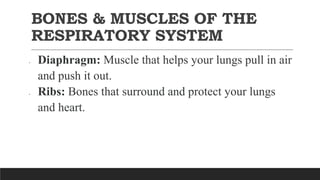 THE RESPIRATORY SYSTEM.pptx Basic Respiratory system knowledge | PPTX