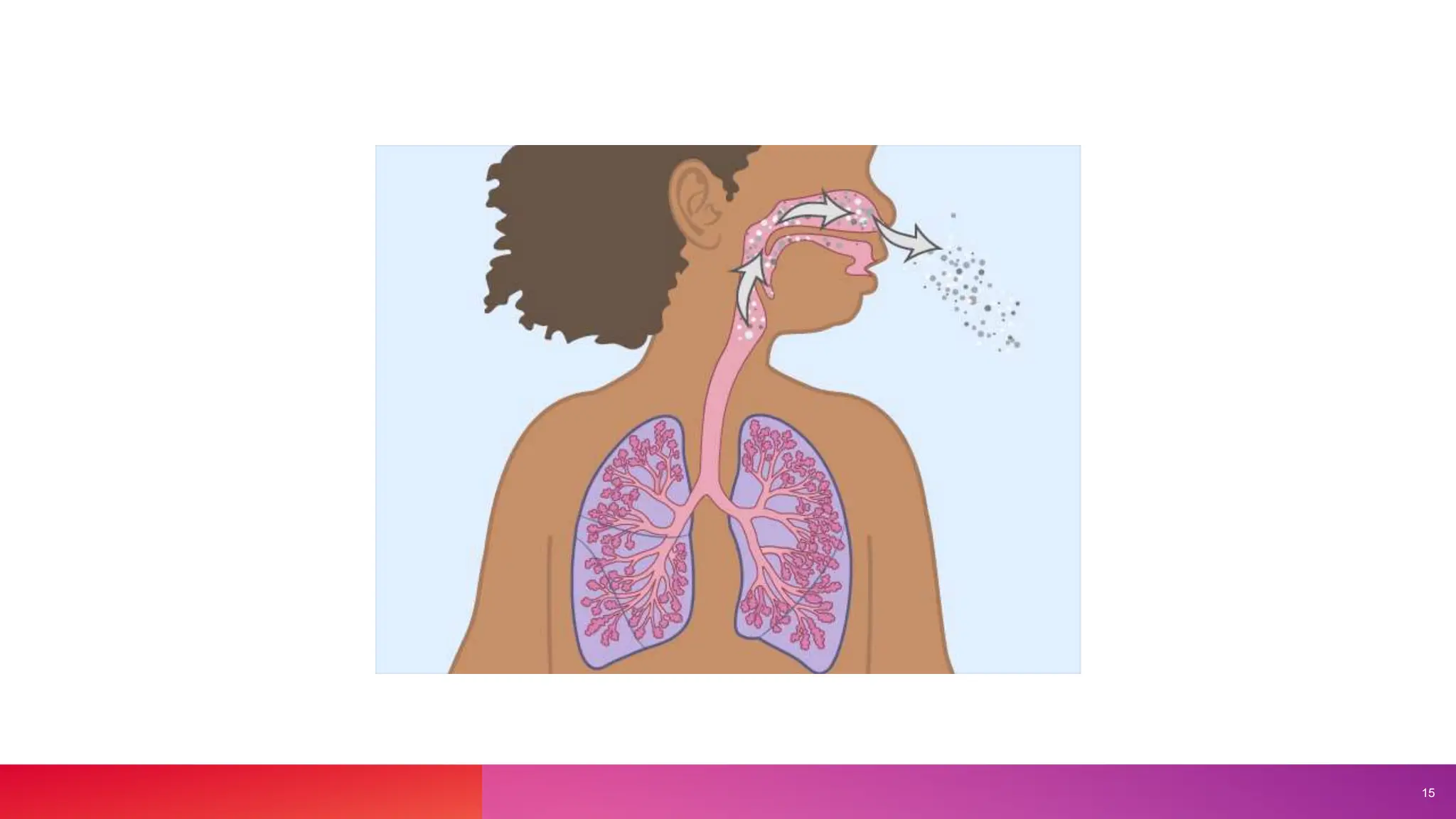 THE RESPIRATORY SYSTEM.pptxx for grade 8 | PPTX