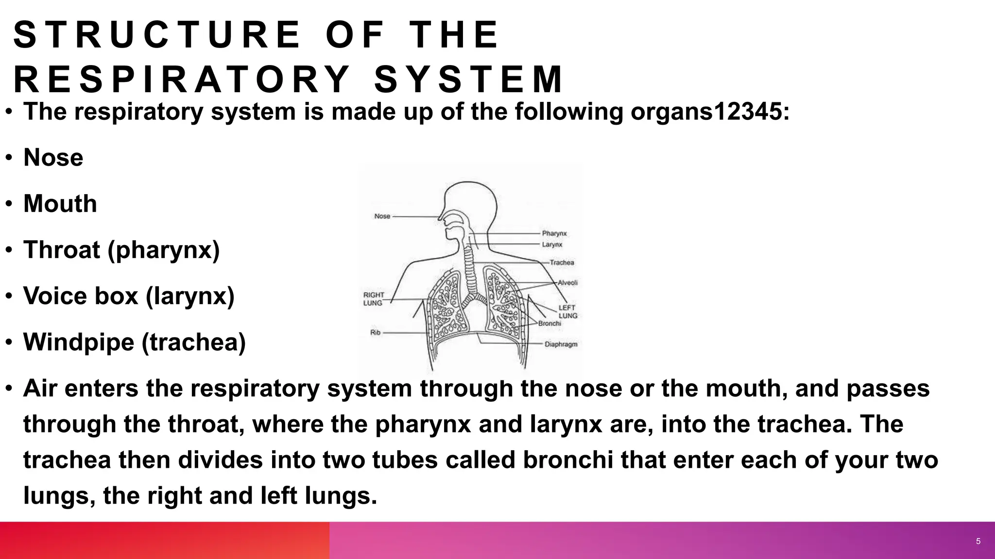 THE RESPIRATORY SYSTEM.pptxx for grade 8 | PPTX