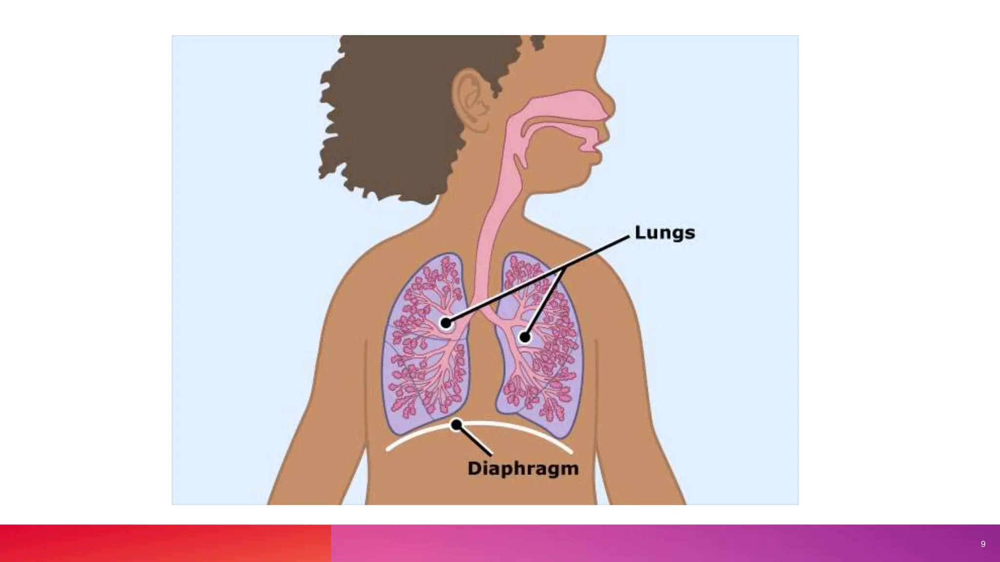 THE RESPIRATORY SYSTEM.pptxx for grade 8 | PPTX