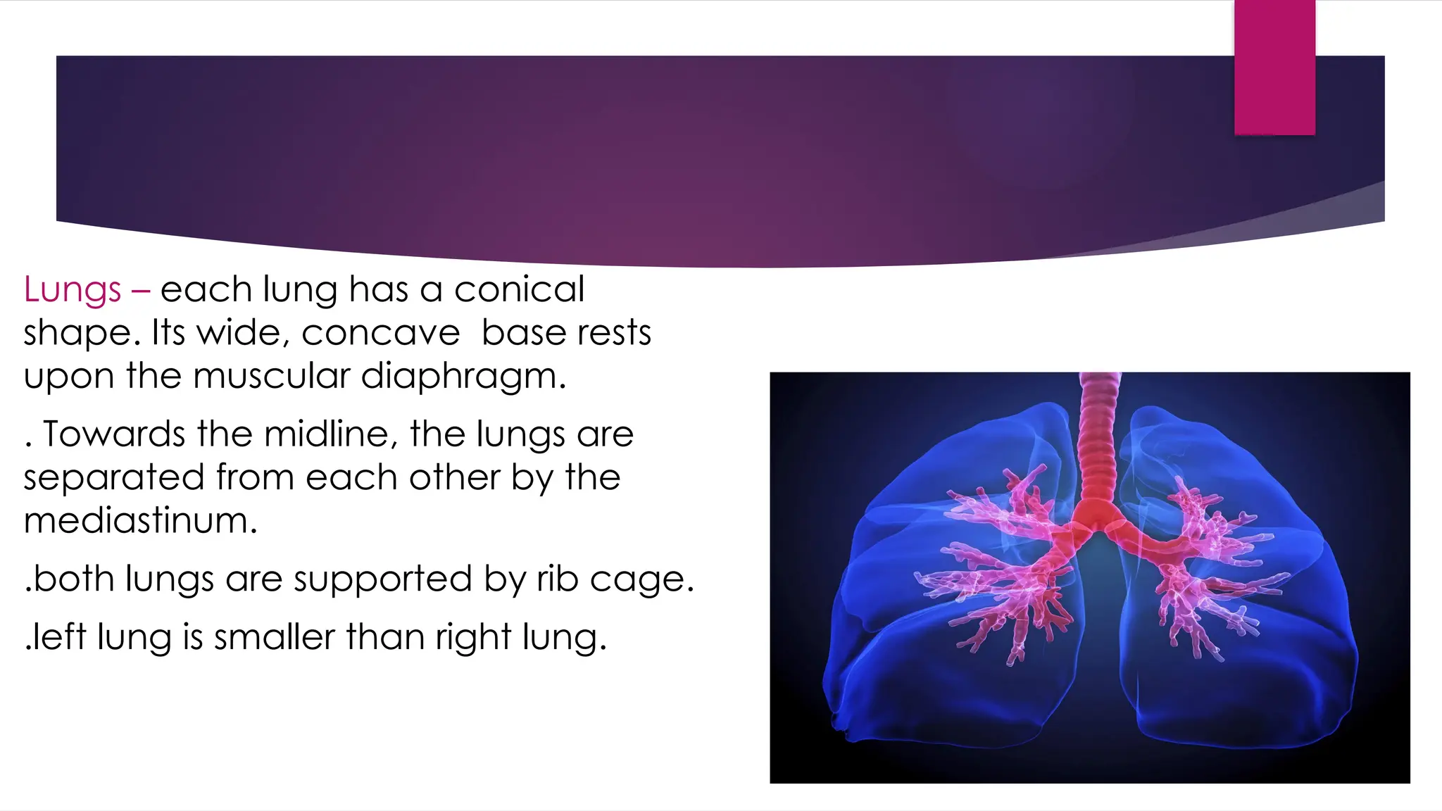THE RESPIRATORY SYSTEM OF HUMAN BODY ... | PPTX | Lung and Respiratory ...
