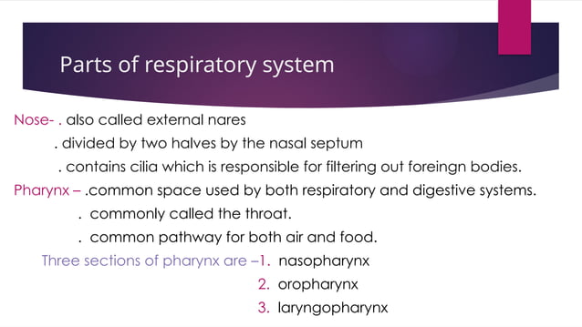 THE RESPIRATORY SYSTEM OF HUMAN BODY ... | PPTX | Lung and Respiratory ...