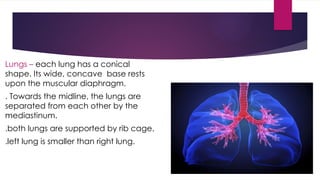 THE RESPIRATORY SYSTEM OF HUMAN BODY ... | PPTX | Lung and Respiratory ...